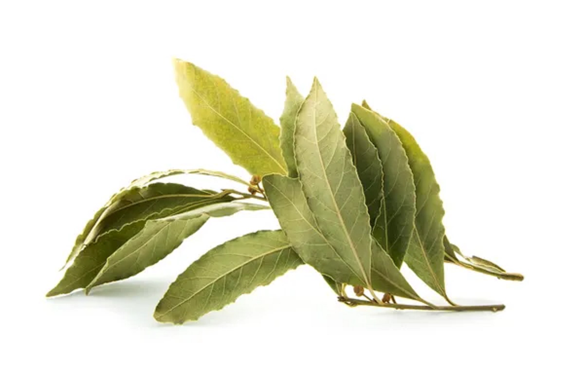Trucs et astuces : Comment se soigner avec les feuilles de laurier